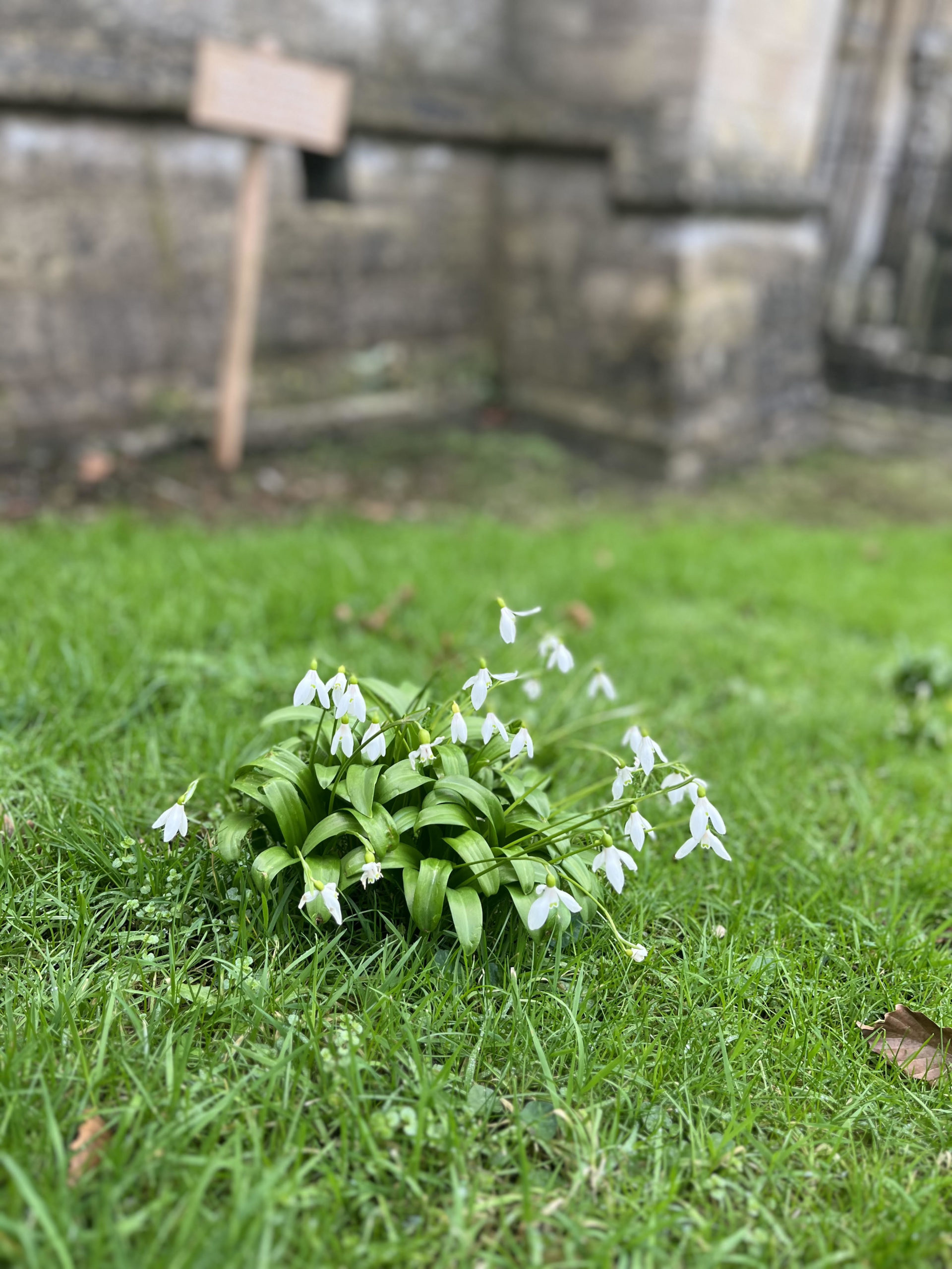 Imbolc 2023 - The First Whispers of Spring - Healing With James